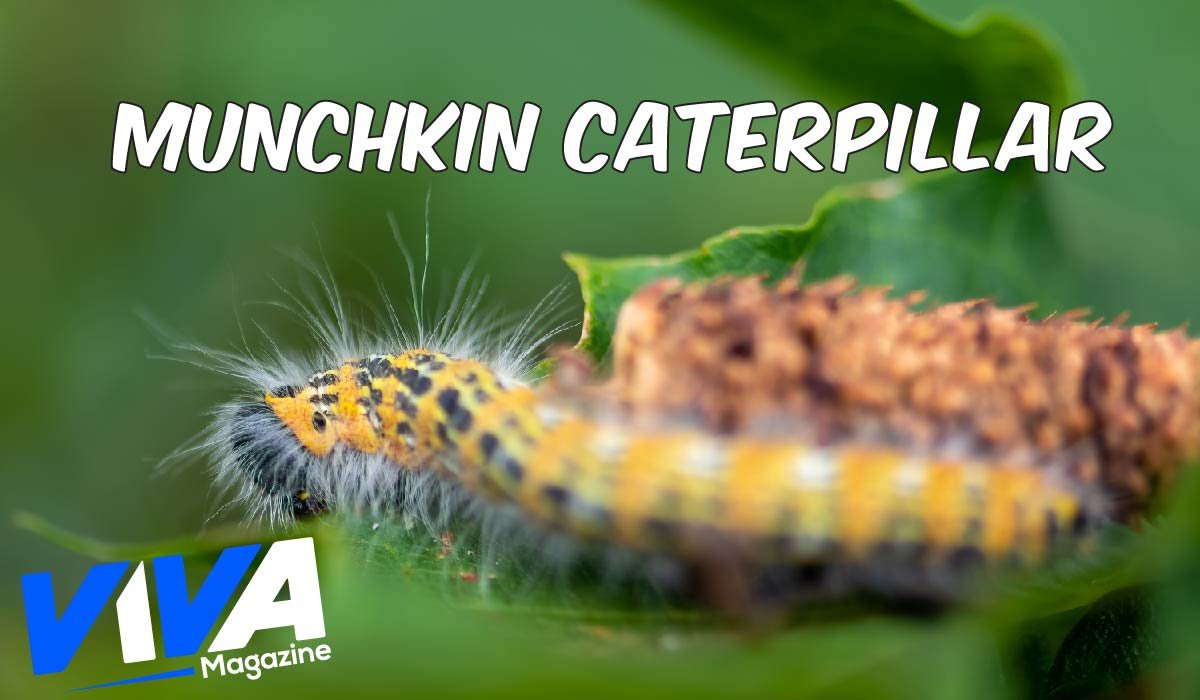 Munchkin Caterpillar: Nature’s Charm & Playtime Joy - Viva Magazine